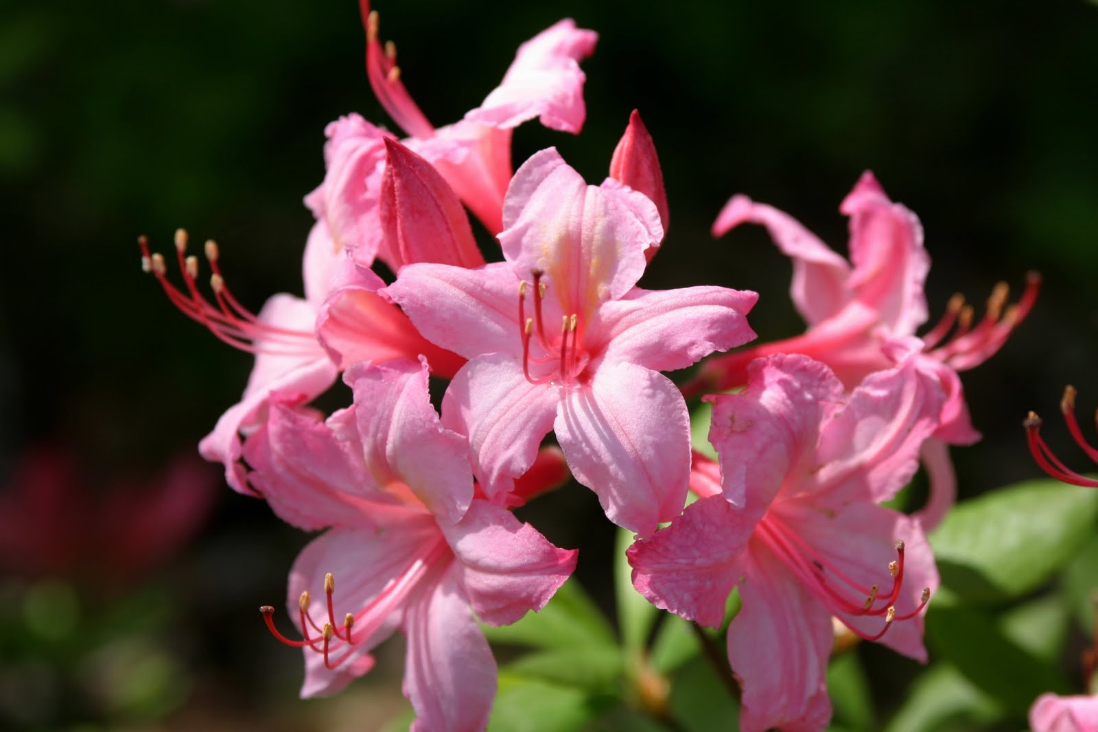 Azalea Candylight Plant – Buy Now! – Ladybird Nursery