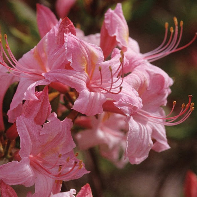 Azalea Candylight Plant – Buy Now! – Ladybird Nursery