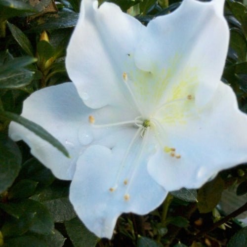 Azalea indica Mrs Kint White Plant – Buy Now! – Ladybird Nursery