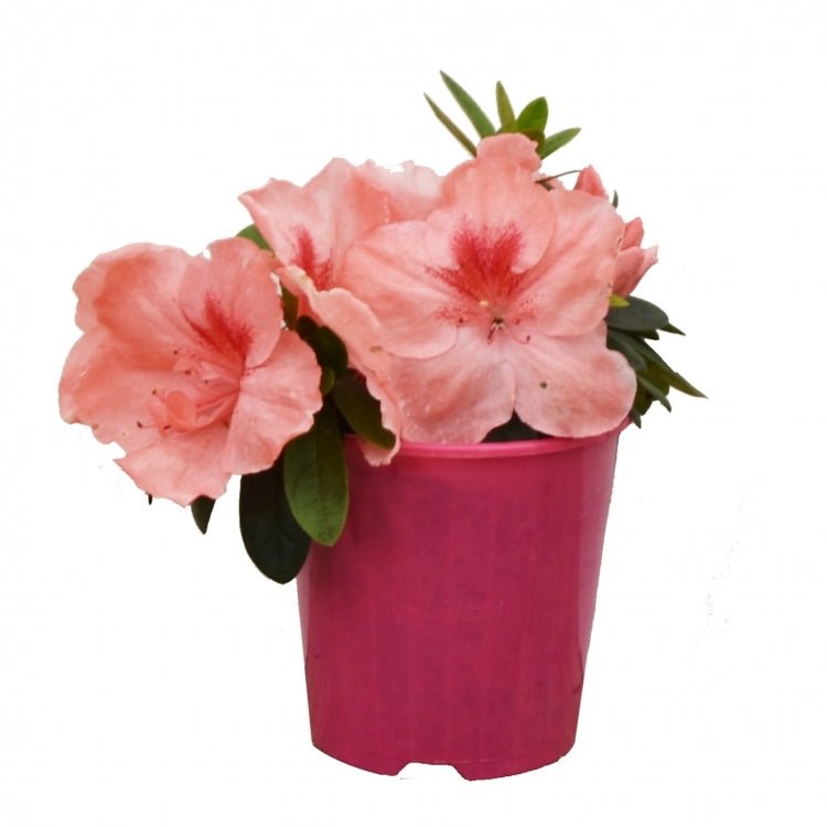 Azalea Bertina Plant – Buy Now! – Ladybird Nursery