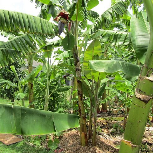 Banana Pisang Ceylon Fruit Tree – Buy Now! – Ladybird Nursery