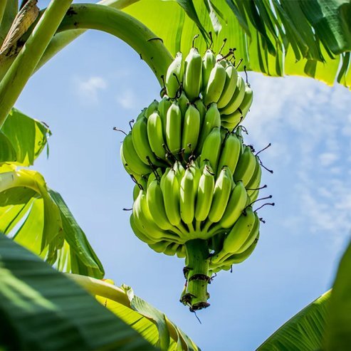 Banana Plantain French Fruit Tree – Buy Now! – Ladybird Nursery