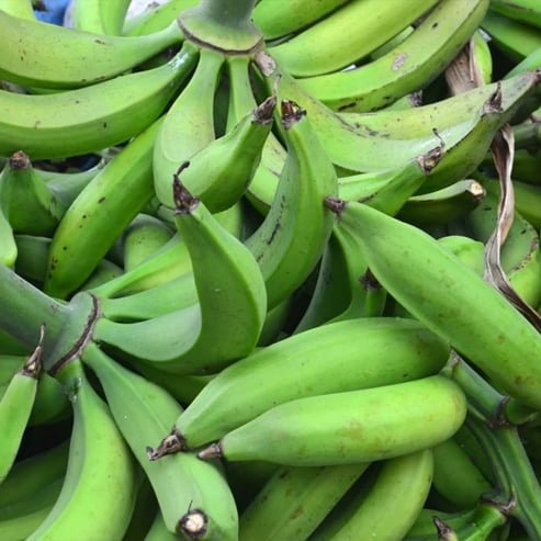 Banana Plantain French Fruit Tree – Buy Now! – Ladybird Nursery