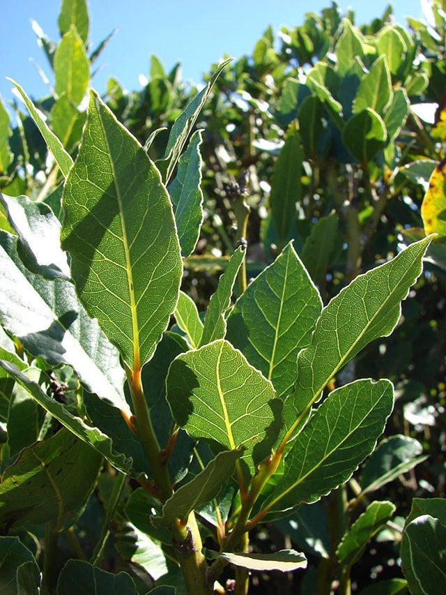 Bay Leaf Tree - Advanced Tree – Buy Now! – Ladybird Nursery