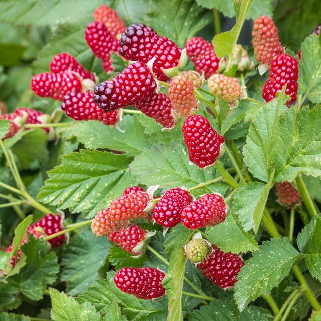 Loganberry Plant – Buy Now! – Ladybird Nursery