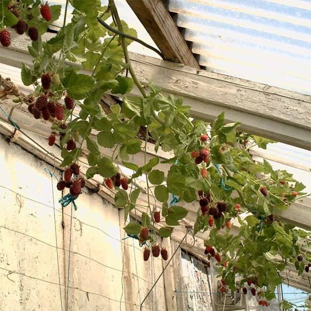 Loganberry Plant – Buy Now! – Ladybird Nursery