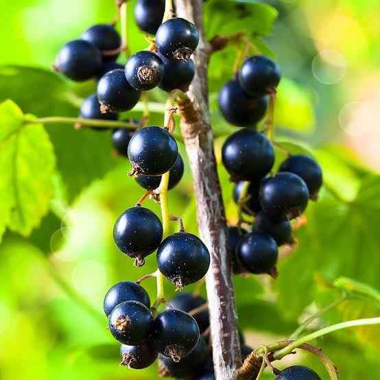 Black Currant (Ribes nigrum) Fruit Plant – Buy Now! – Ladybird Nursery