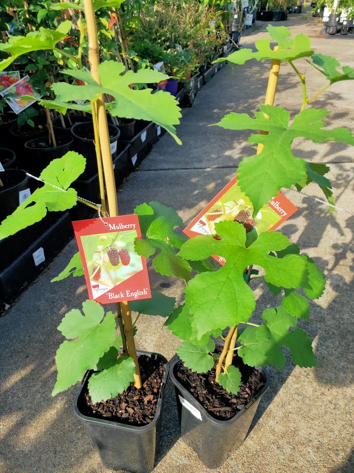 Black English Mulberry Fruit Tree – Buy Now! – Ladybird Nursery
