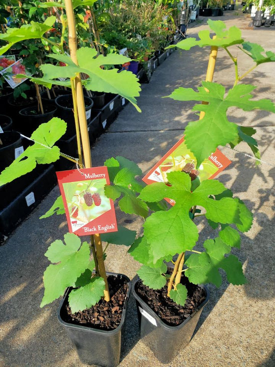 Black English Mulberry Fruit Tree – Buy Now! – Ladybird Nursery