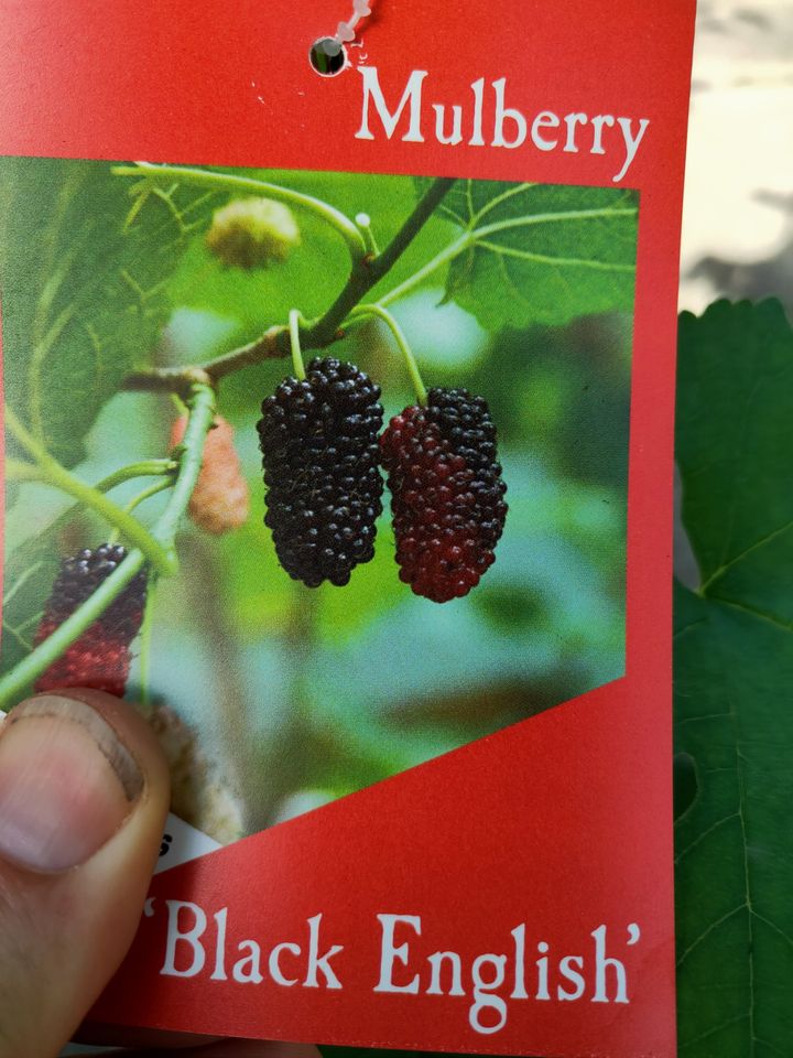 Black English Mulberry Fruit Tree – Buy Now! – Ladybird Nursery