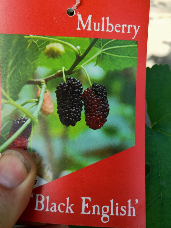 Black English Mulberry Fruit Tree – Buy Now! – Ladybird Nursery