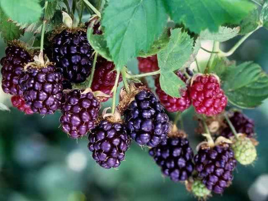 Boysenberry Fruit Plants – Buy Now! – Ladybird Nursery