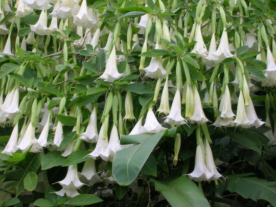Angels Trumpet Double White Plant – Buy Now! – Ladybird Nursery