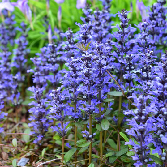 Chocolate Chip Bugle Plant – Buy Now! – Ladybird Nursery