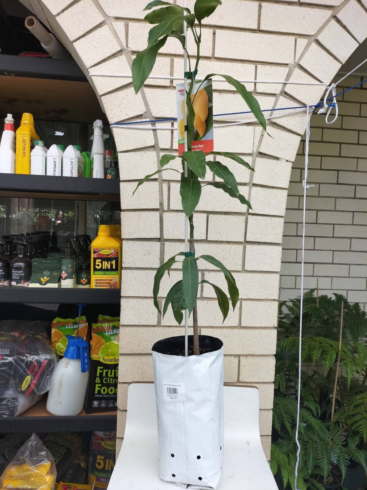 Dwarf Mango Banana Ken Fruit Tree – Buy Now! – Ladybird Nursery