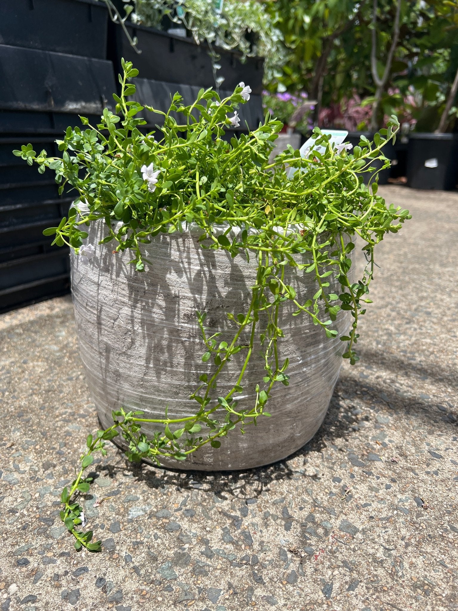 Storm Decorative Pot – Buy Now! – Ladybird Nursery