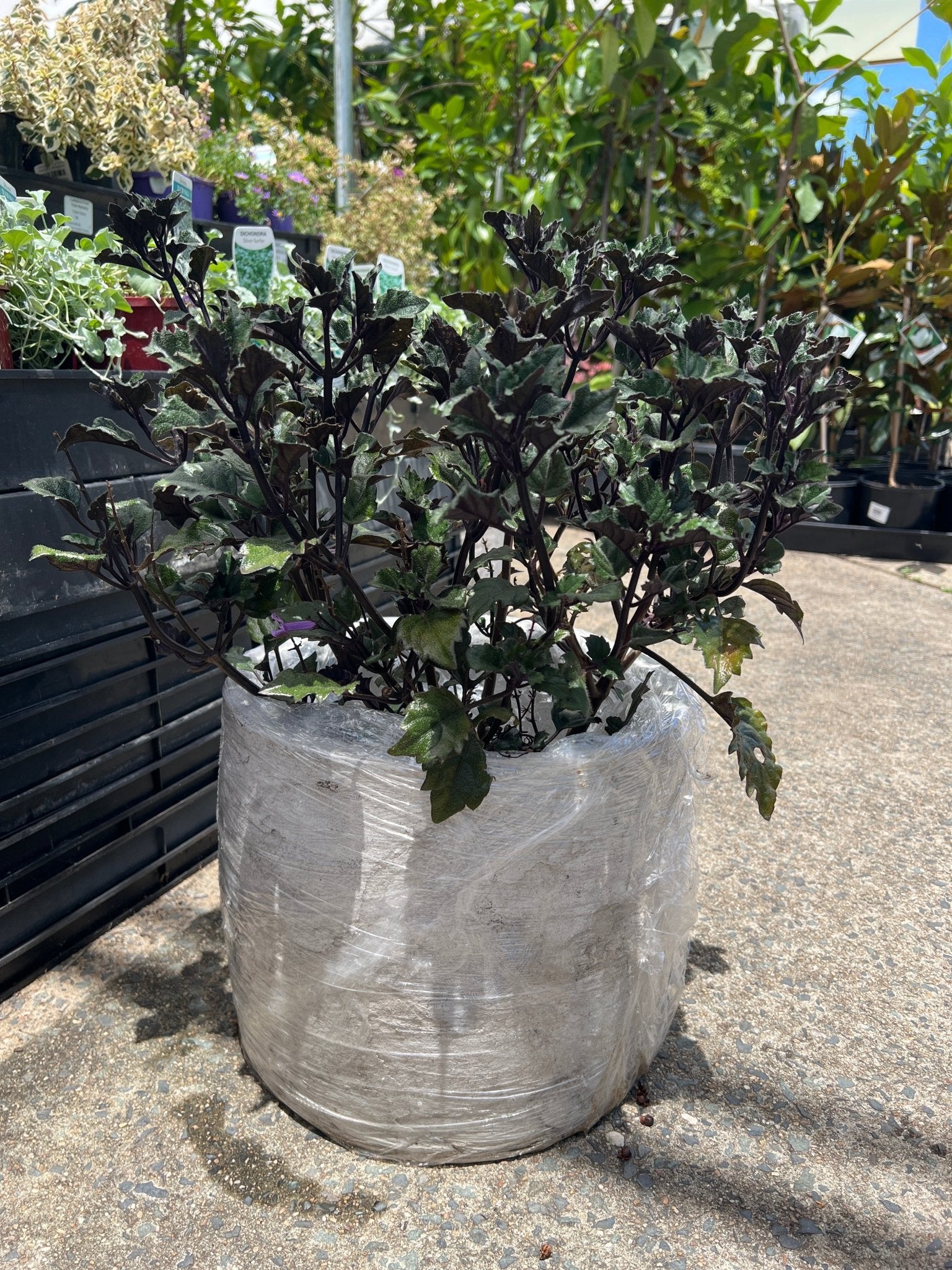 Storm Decorative Pot – Buy Now! – Ladybird Nursery