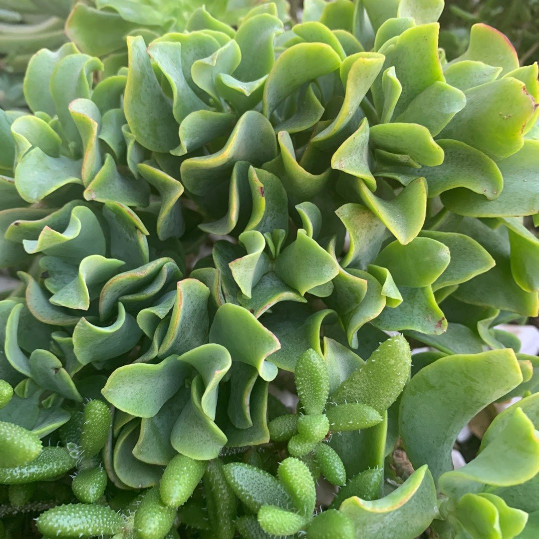 Ripple Jade subsp undulatifolia Max Cook Plant – Buy Now! – Ladybird ...