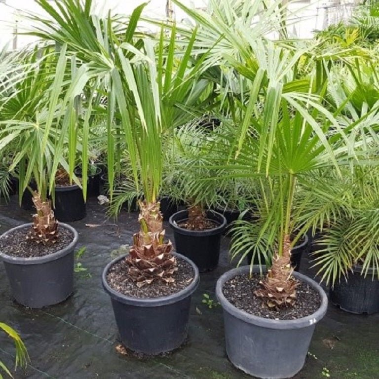 Cabbage Palm Plant – Buy Now! – Ladybird Nursery