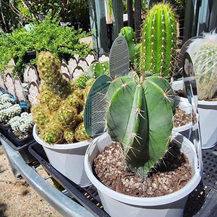 Cacti (Assorted) Plant – Buy Now! – Ladybird Nursery