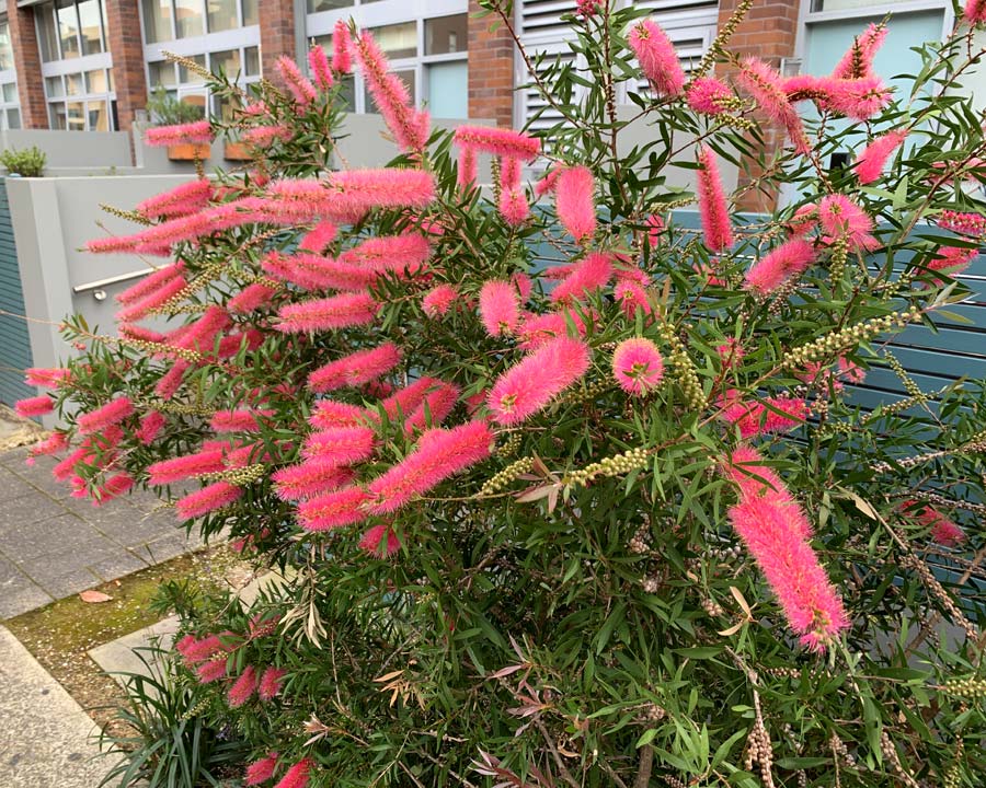 Bottlebrush Taree Pink Plant – Buy Now! – Ladybird Nursery