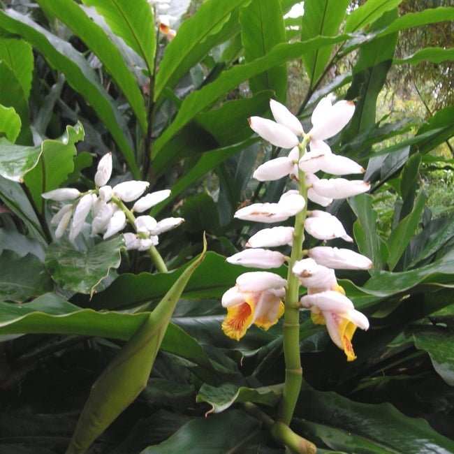 Cardamon Ginger Plant – Buy Now! – Ladybird Nursery