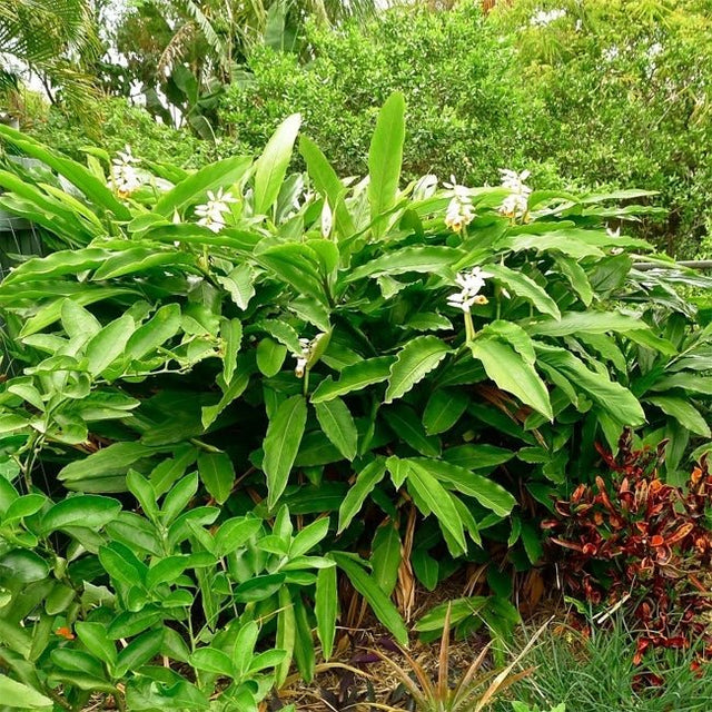 Cardamon Ginger Plant – Buy Now! – Ladybird Nursery