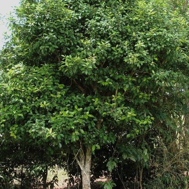Cedar Bay Cherry Fruit Tree – Buy Now! – Ladybird Nursery