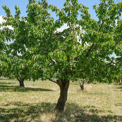 Cherry Minnie Royal Fruit Tree – Buy Now! – Ladybird Nursery