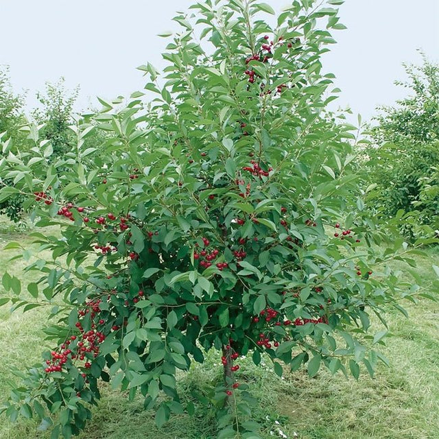 Cherry Morello Fruit Tree – Buy Now! – Ladybird Nursery