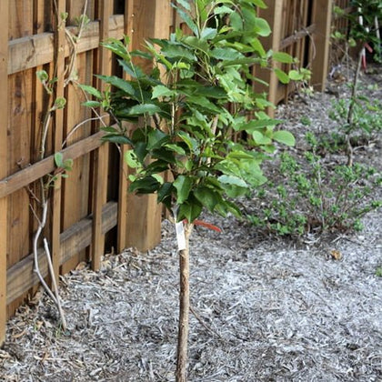 Cherry Royal Lee Fruit Tree – Buy Now! – Ladybird Nursery