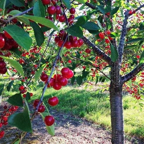 Cherry Royal Lee Fruit Tree – Buy Now! – Ladybird Nursery