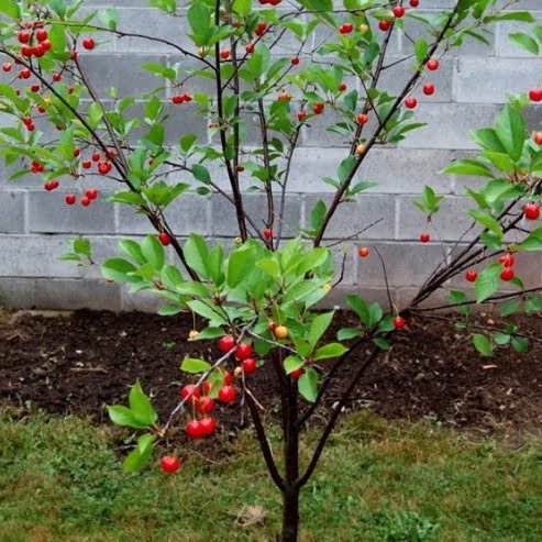 Cherry Royal Lee Fruit Tree – Buy Now! – Ladybird Nursery