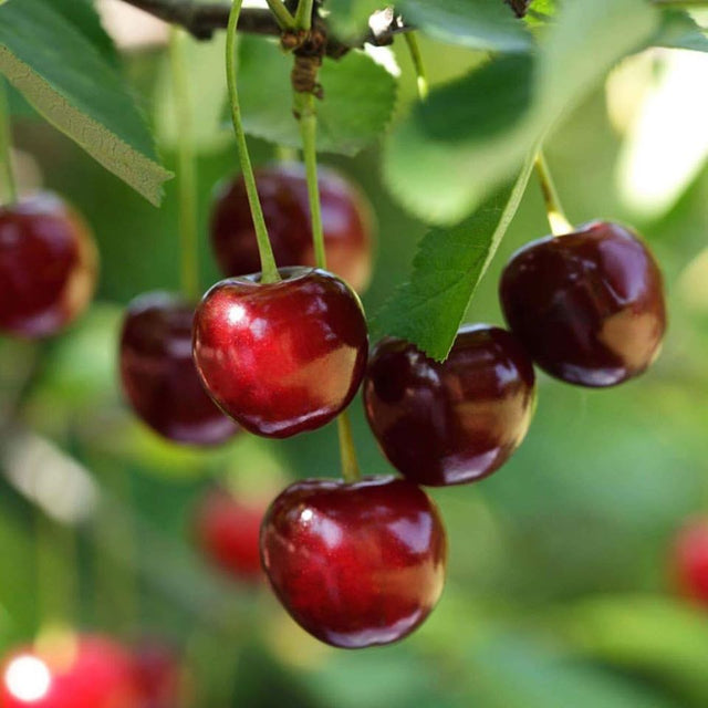 Cherry 'Sir Don' PBR Fruit Tree – Buy Now! – Ladybird Nursery
