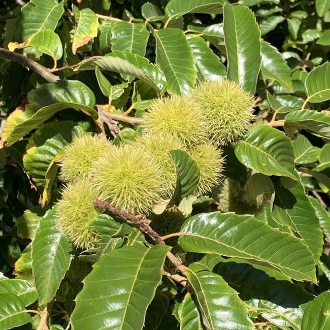 Chestnut April Gold Fruit Tree – Buy Now! – Ladybird Nursery
