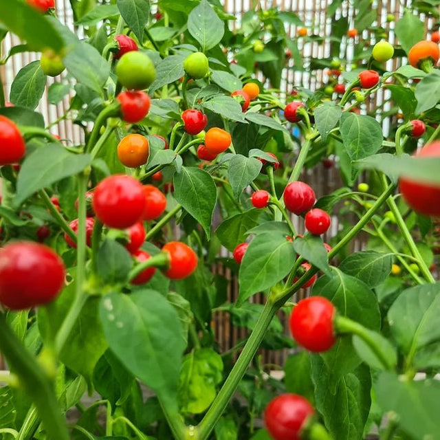 Chilli Bell Fruit Tree – Buy Now! – Ladybird Nursery