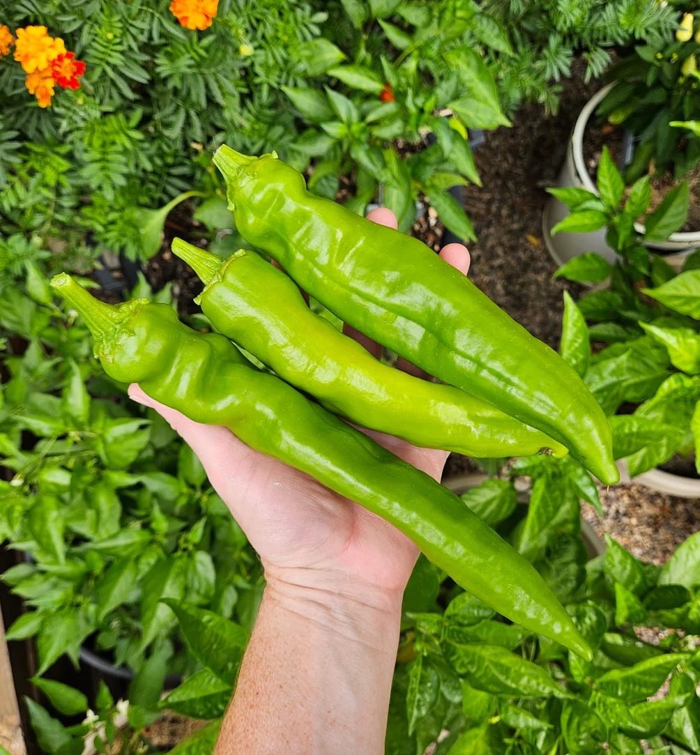 Chilli 'Big Jim' Fruit Tree – Buy Now! – Ladybird Nursery