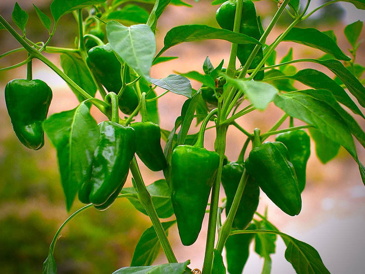 Chilli 'Pimientos De Padron' Plant – Buy Now! – Ladybird Nursery