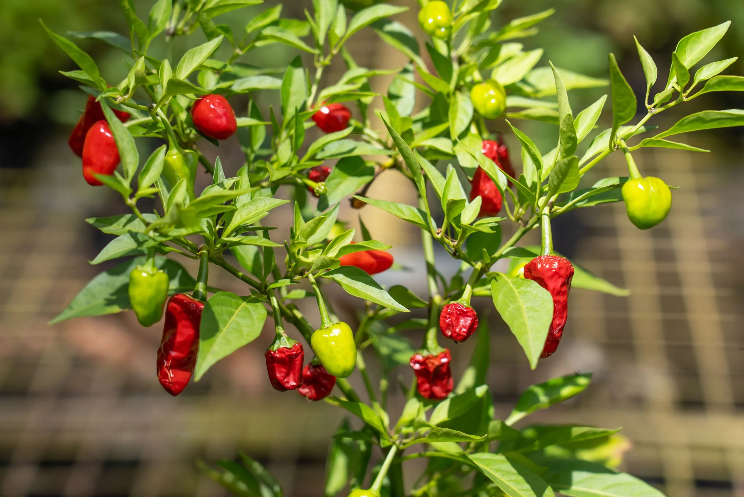Chilli ‘Red Bantam’ Fruit Tree – Buy Now! – Ladybird Nursery