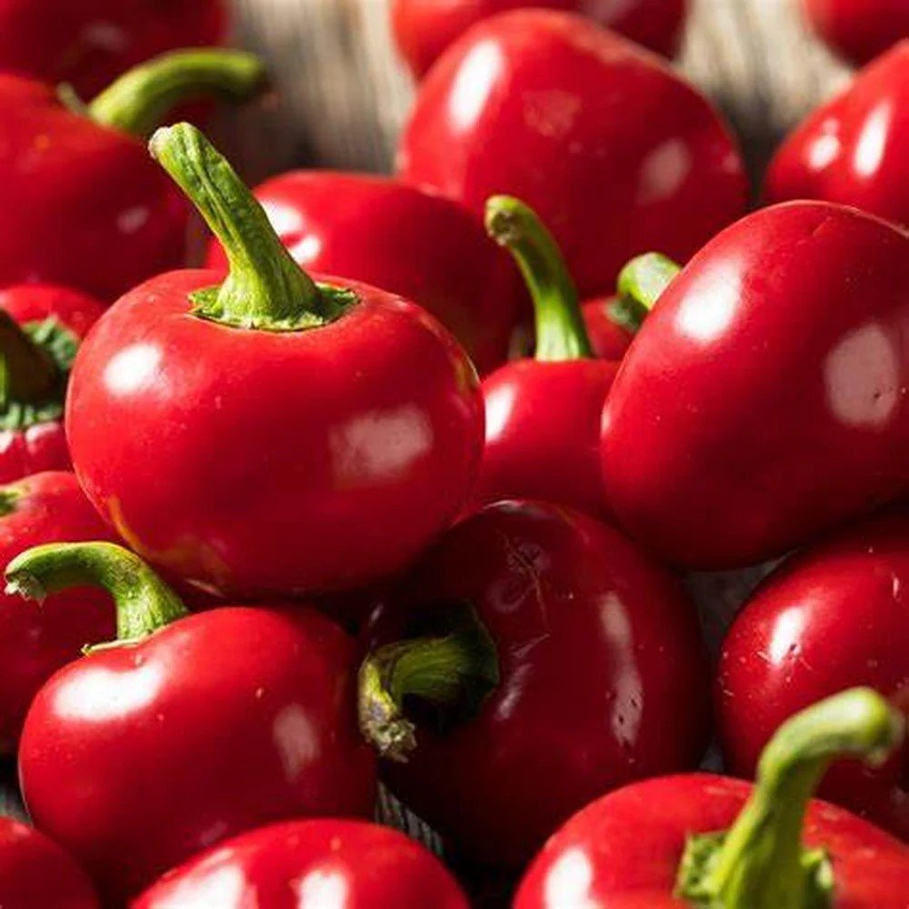 Chilli 'Red Hot Cherry' Fruit Tree – Buy Now! – Ladybird Nursery