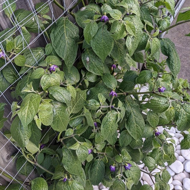 Chilli Rocoto Tree Fruit Tree – Buy Now! – Ladybird Nursery