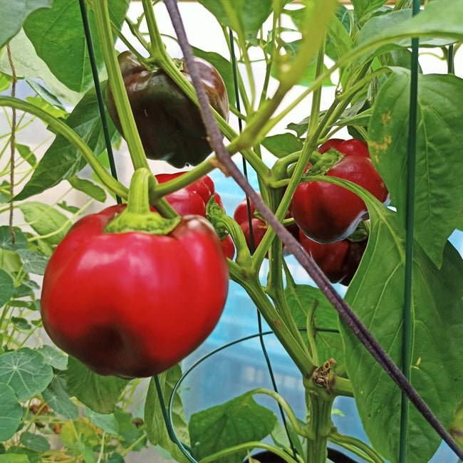 Chilli Rocoto Tree Fruit Tree – Buy Now! – Ladybird Nursery