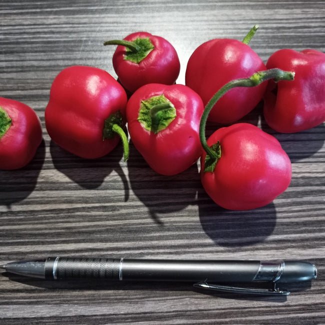 Chilli Rocoto Tree Fruit Tree – Buy Now! – Ladybird Nursery