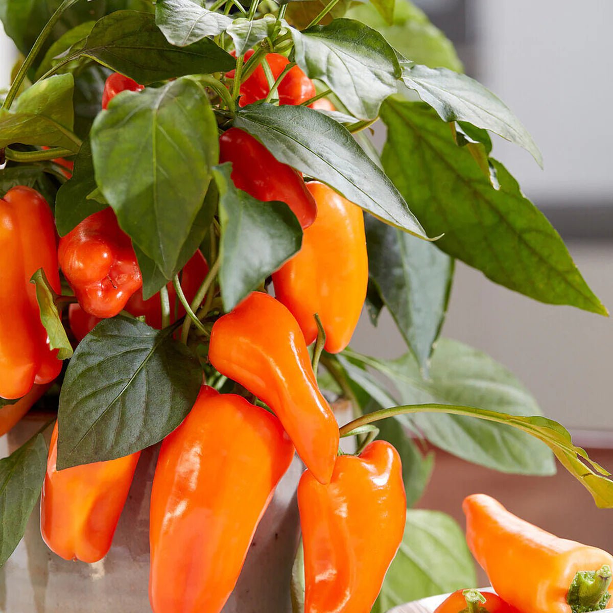 Chilli ‘Orange Bantam’ Fruit Tree – Buy Now! – Ladybird Nursery
