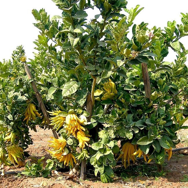 Buddha's Hand Citron Fruit Tree – Buy Now! – Ladybird Nursery