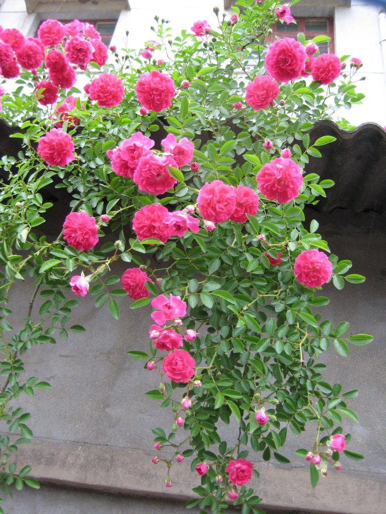 Rose 'Pink Cascade' Plant – Buy Now! – Ladybird Nursery