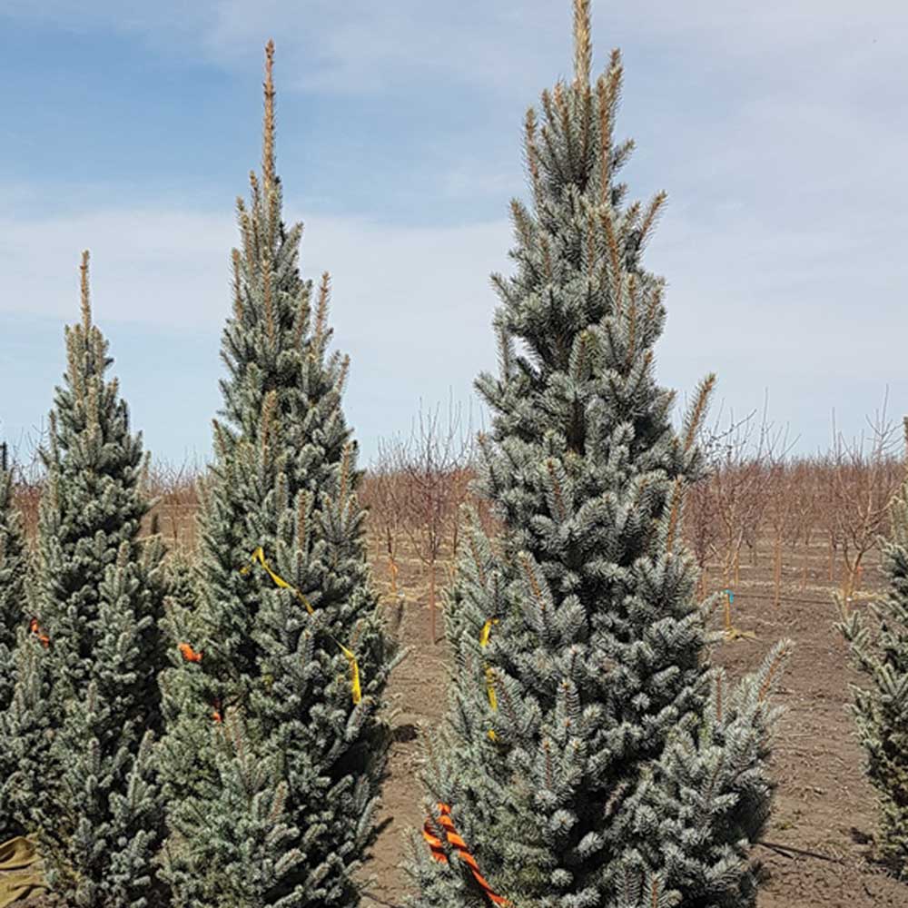 Blue Spruce Iseli Fastigiate Plant – Buy Now! – Ladybird Nursery