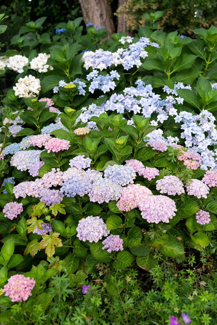 Hydrangea Magical Revolution Plant – Buy Now! – Ladybird Nursery