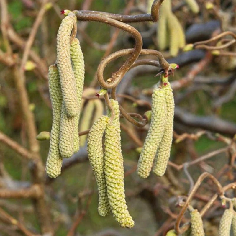 Corkscrew Hazel Contorta Plant – Buy Now! – Ladybird Nursery