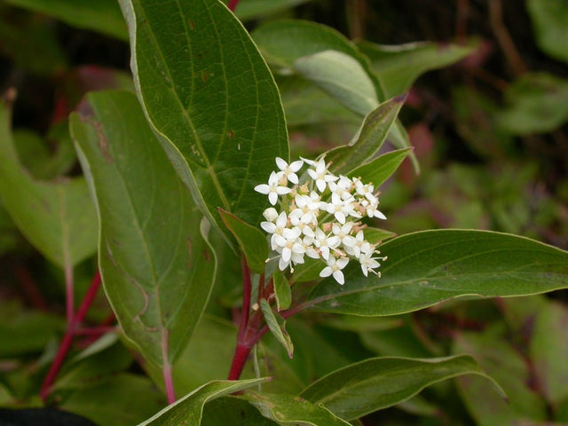 Red Osier Dogwood Sunshine Plant – Buy Now! – Ladybird Nursery